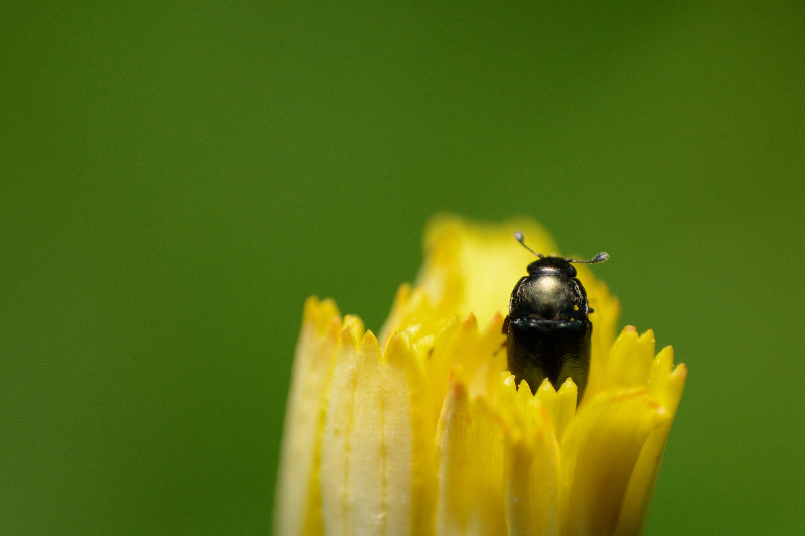 Pollen beetle - Insect Week