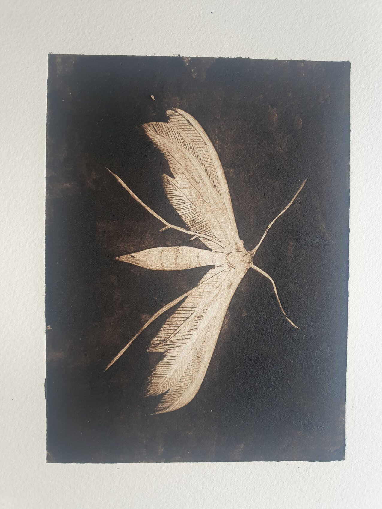 2023 Art Competition Winners - Insect Week