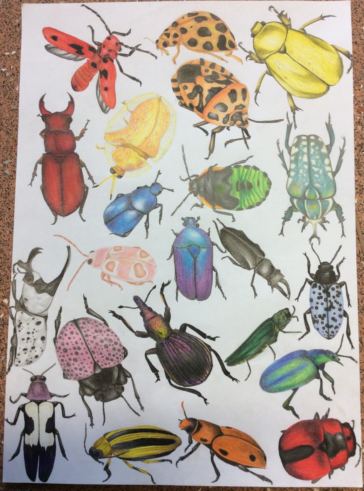 2023 Art Competition Winners - Insect Week