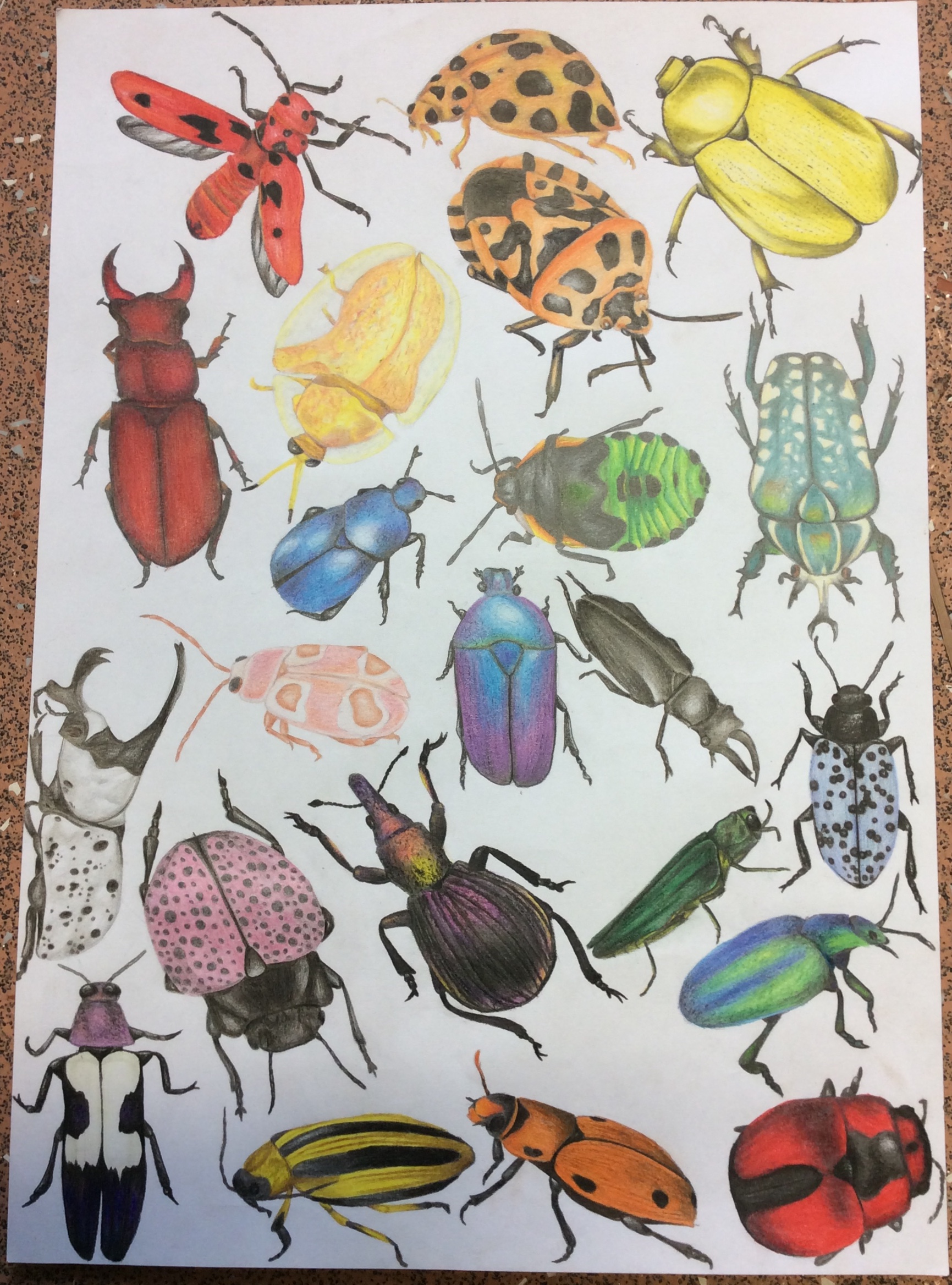 2023 Art Competition Winners - Insect Week