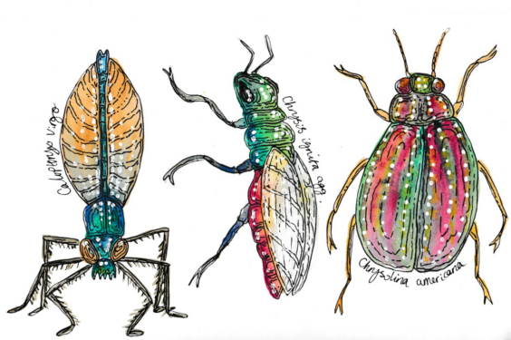2023 Art Competition Winners - Insect Week