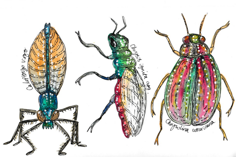2023 - Artwork Archives - Insect Week