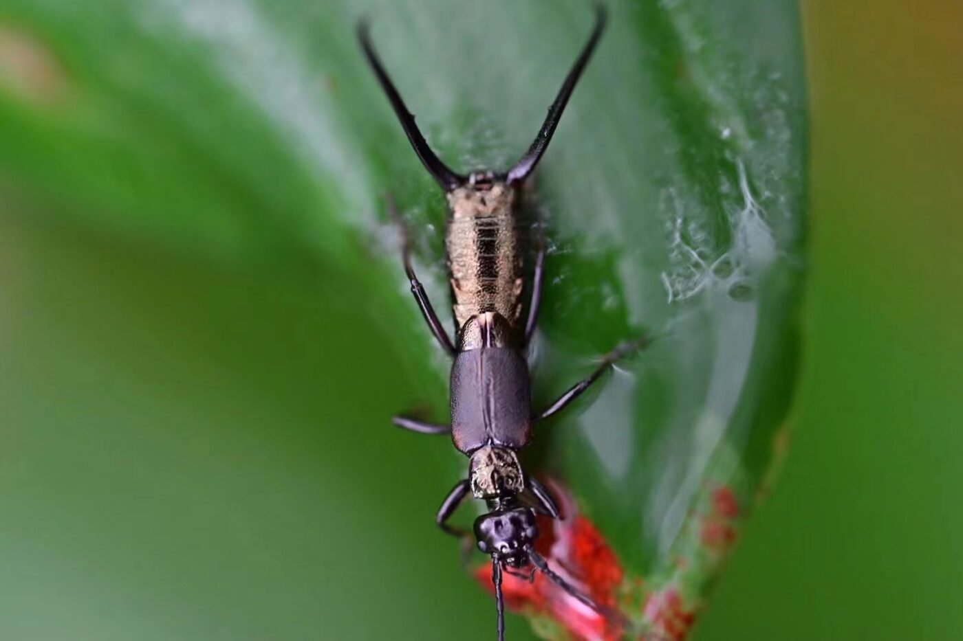 2023 Photography Competition Winners – Under 18 Category - Insect Week