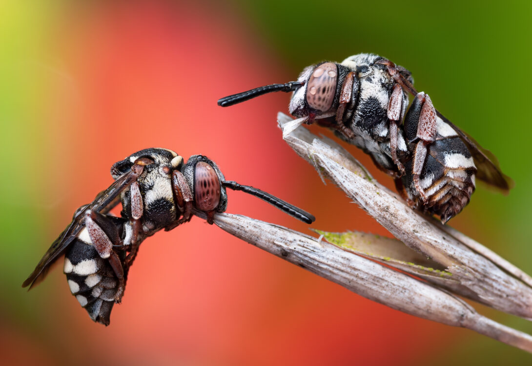 2023 Photography Competition Winners – Over 18 Category - Insect Week