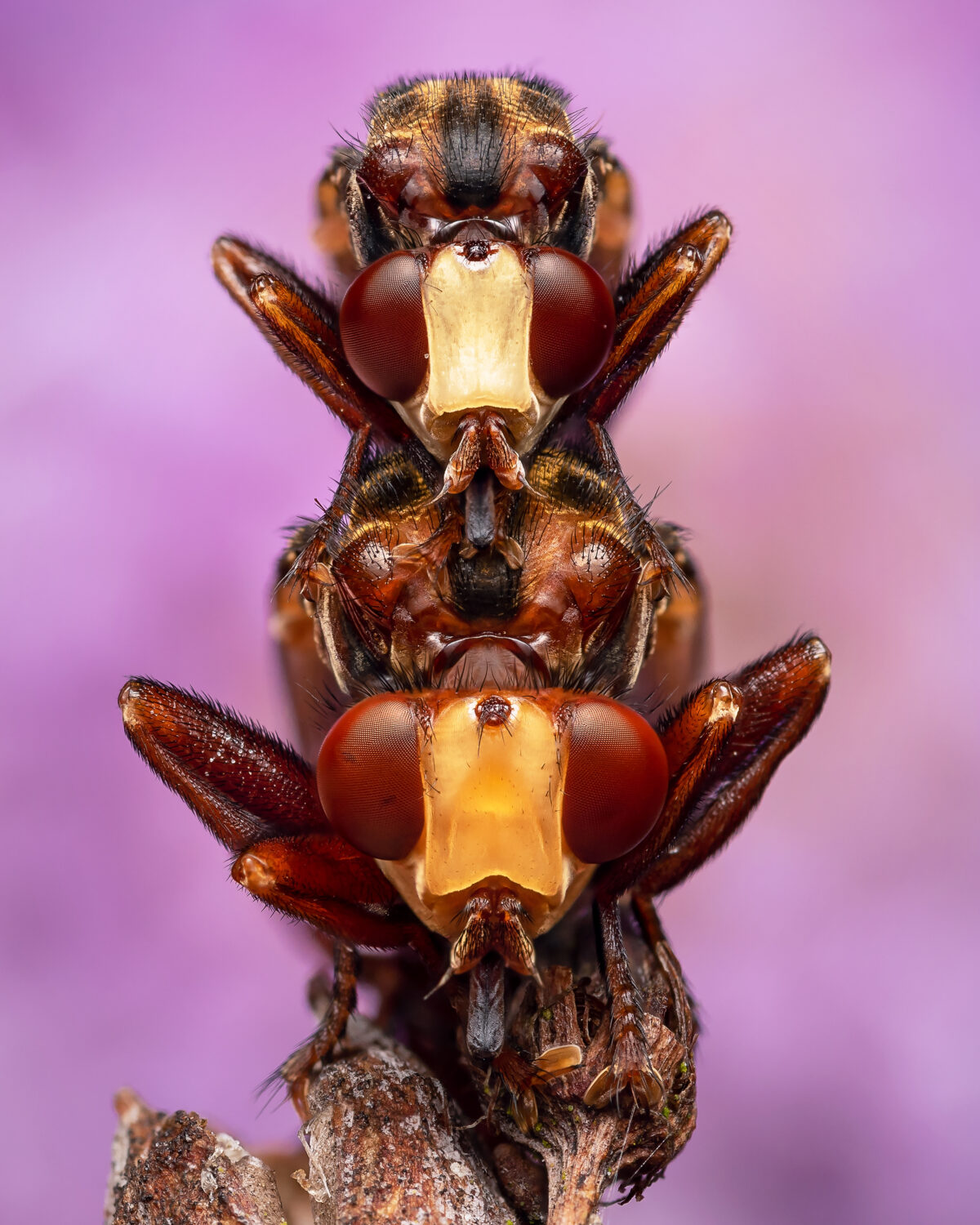 2023 Photography Competition Winners – Over 18 Category - Insect Week
