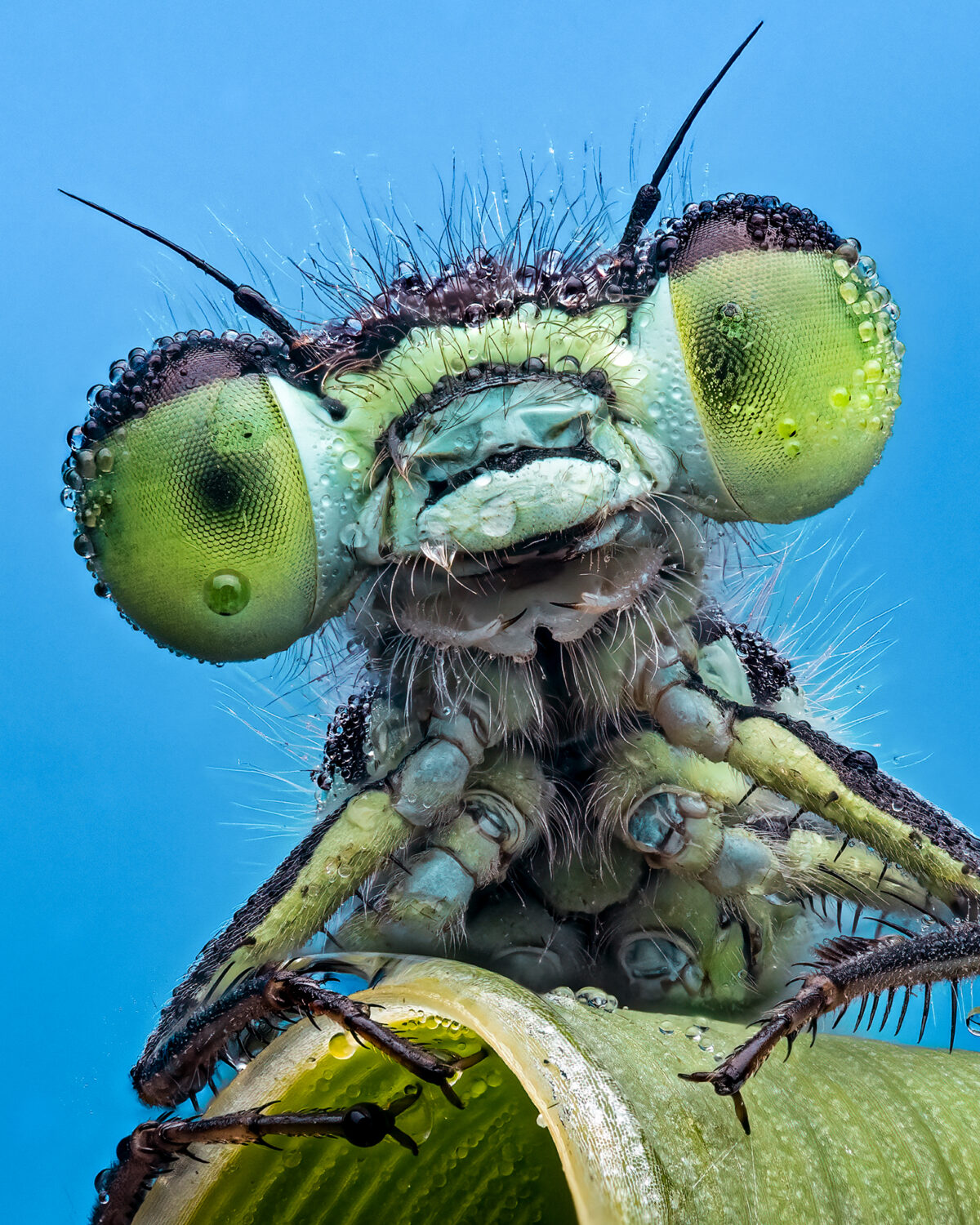 2023 Photography Competition Winners – Over 18 Category - Insect Week
