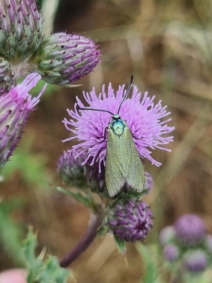 Butterfly walk at Chorleywood Common for early summer grassland species and day-flying moths ...
