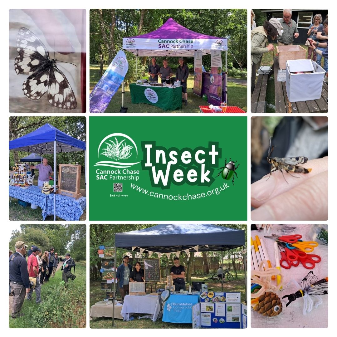 Insectafest - Insect Week