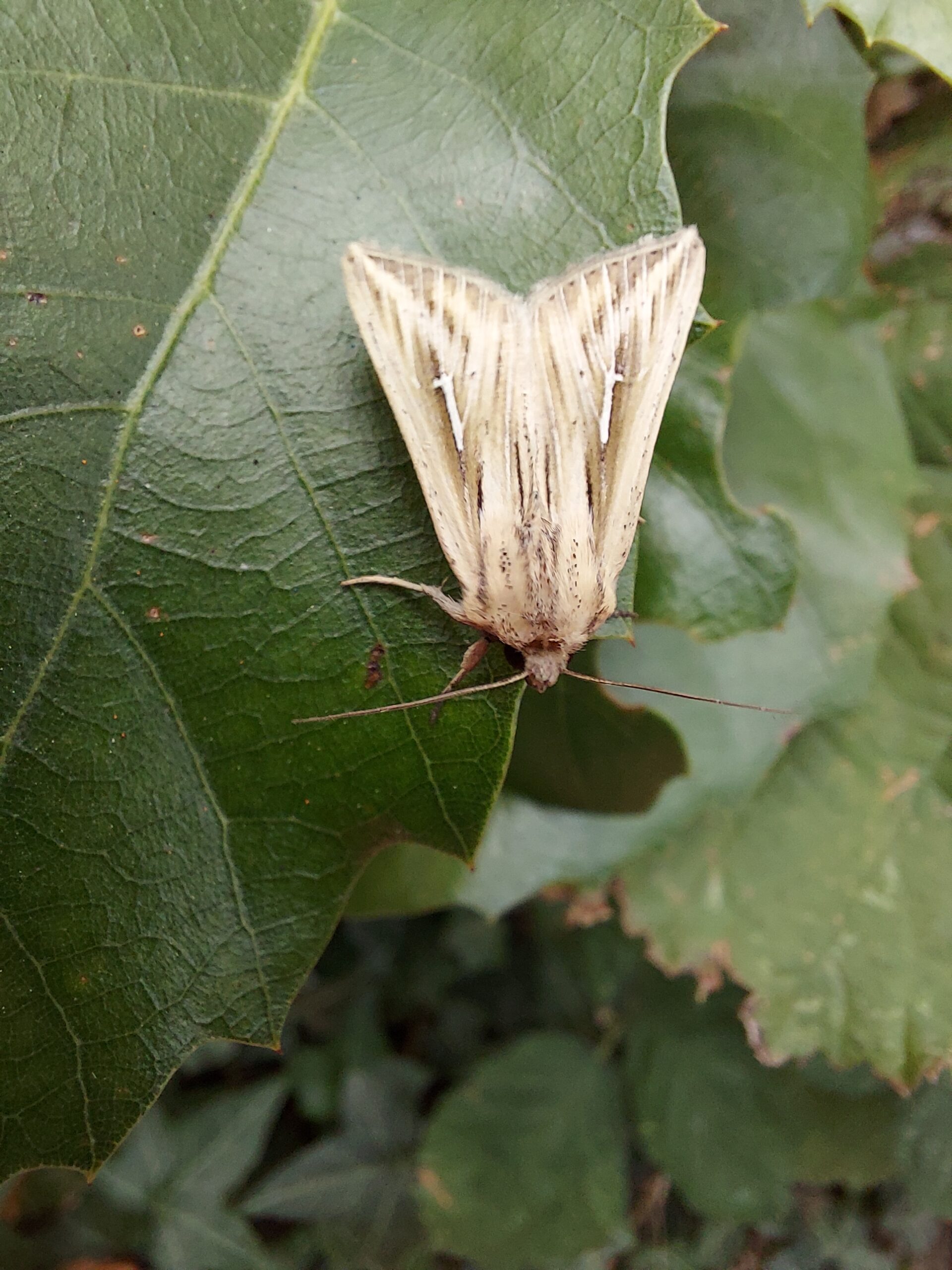 Moth Morning at Adelaide Local Nature Reserve - Insect Week