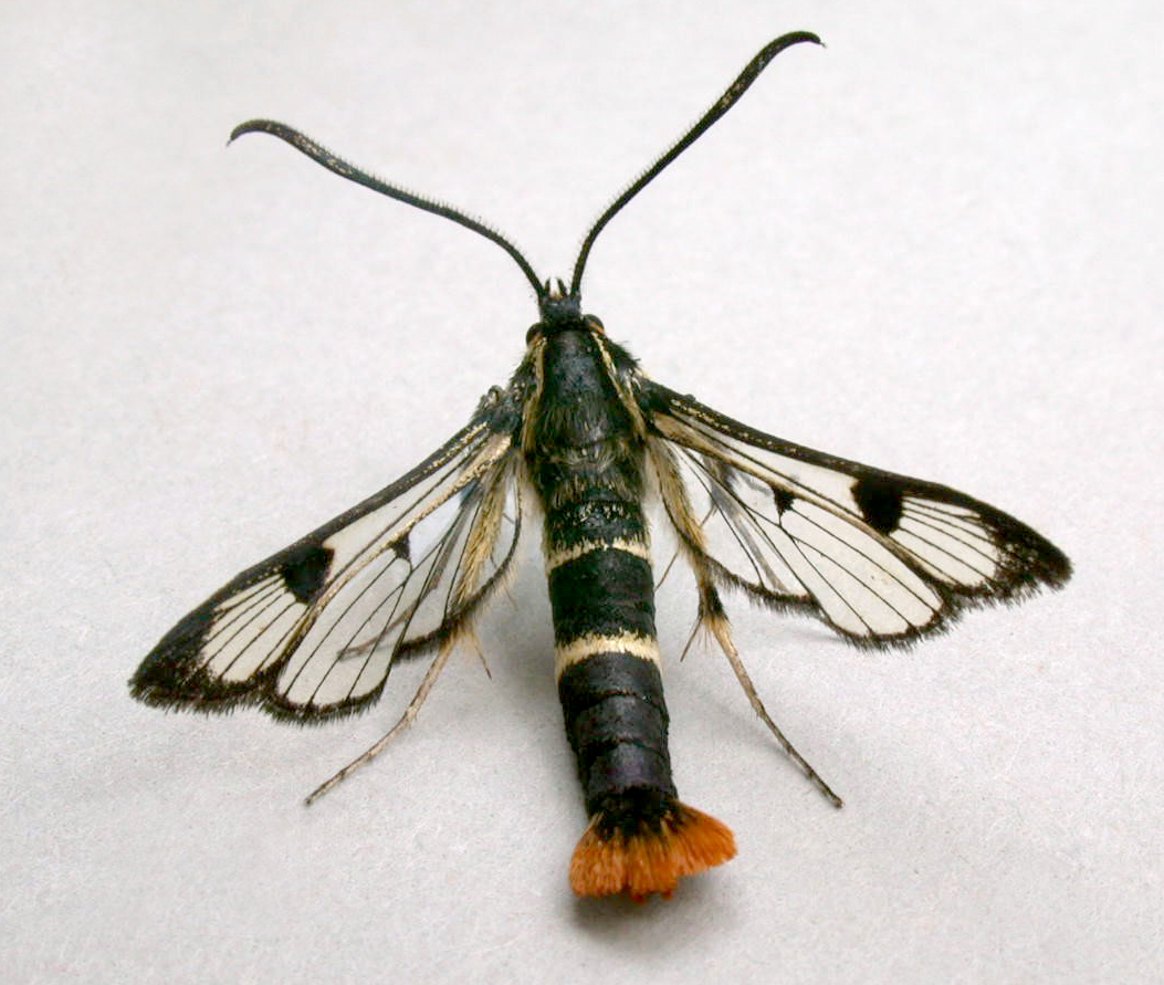 Welsh Clearwing Discovery Walk - Insect Week