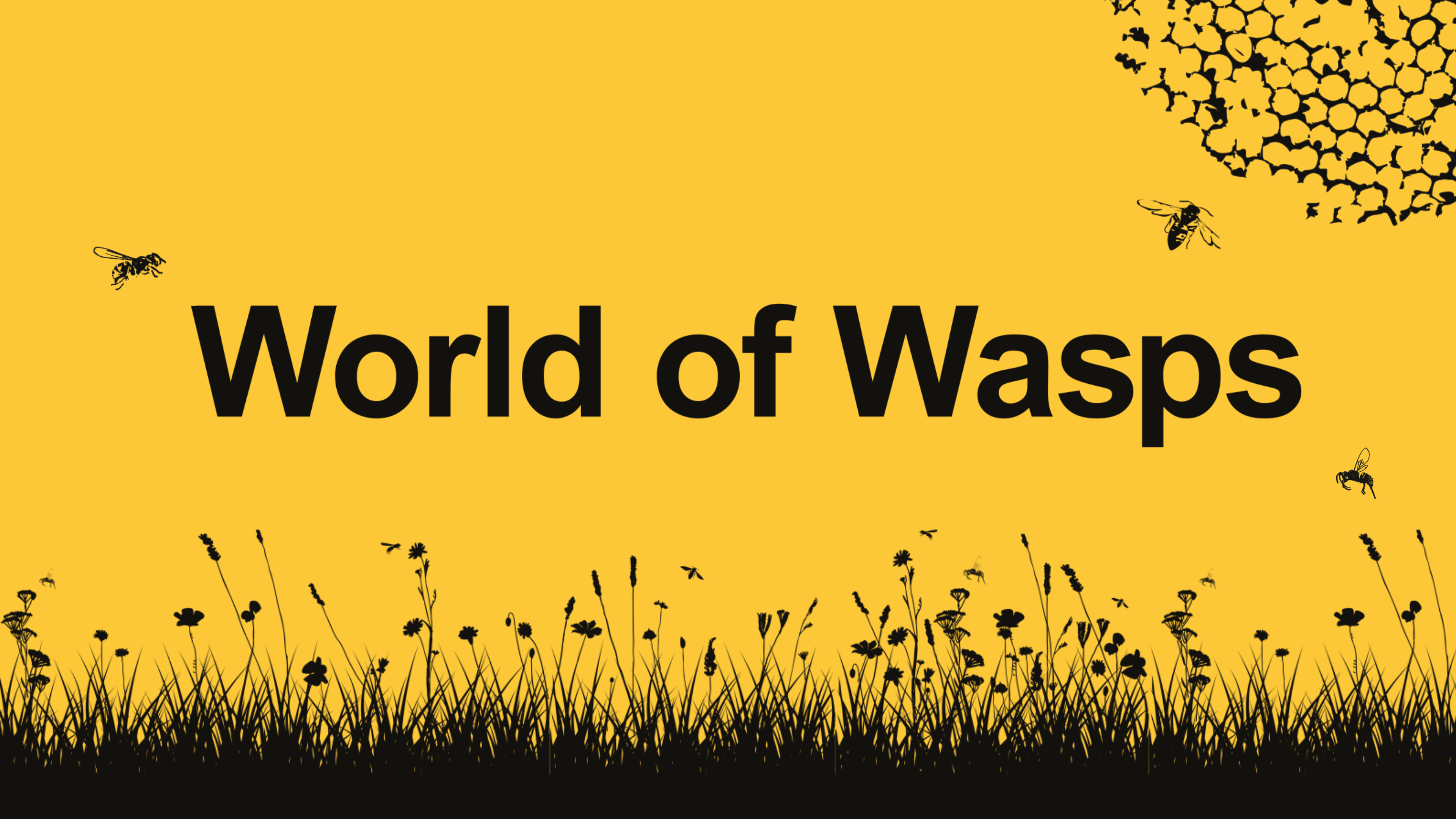 World of Wasps - Insect Week