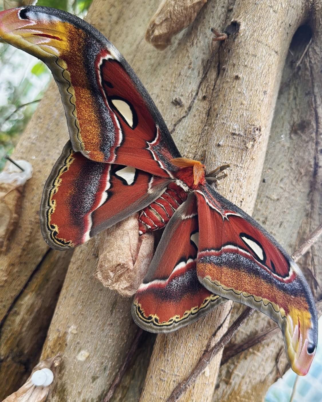Incredible Insects at Lancaster Zoo - Insect Week