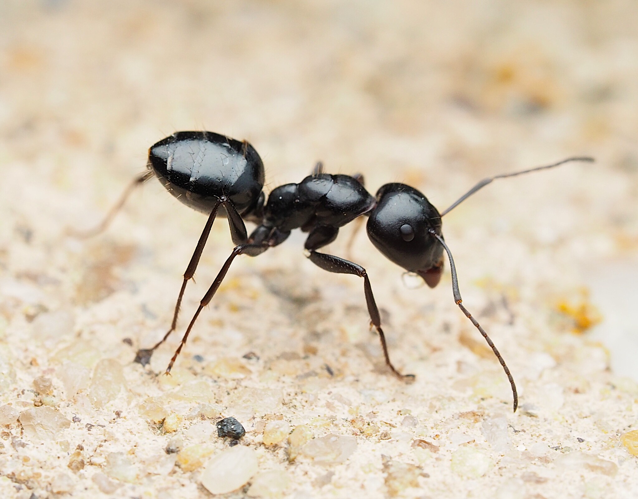 Ant Walk at the Autonomous University of Madrid - Insect Week