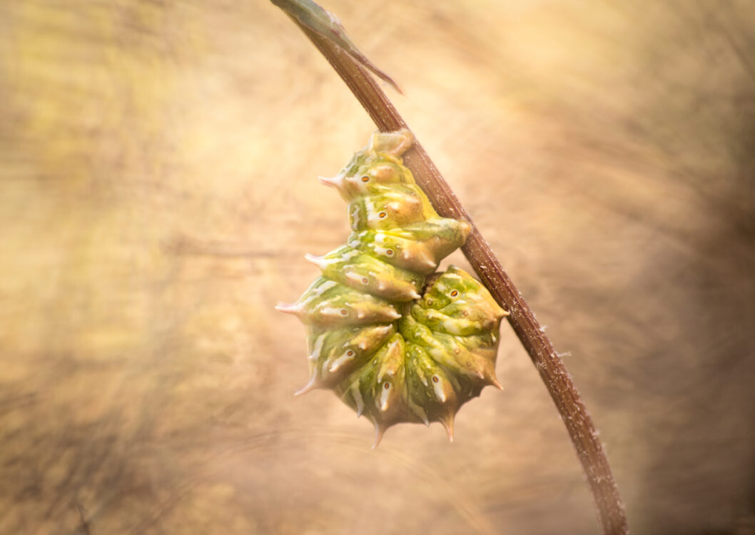 2024 Photography Competition Winners - 18 and over - Insect Week