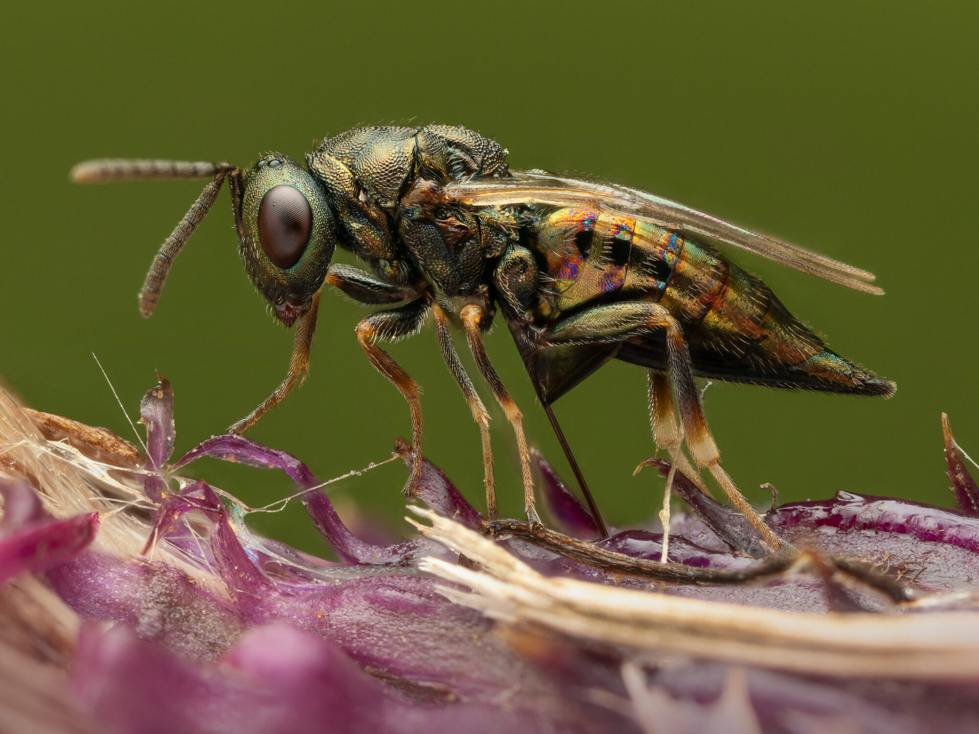 2024 Photography Competition Winners - 18 and over - Insect Week