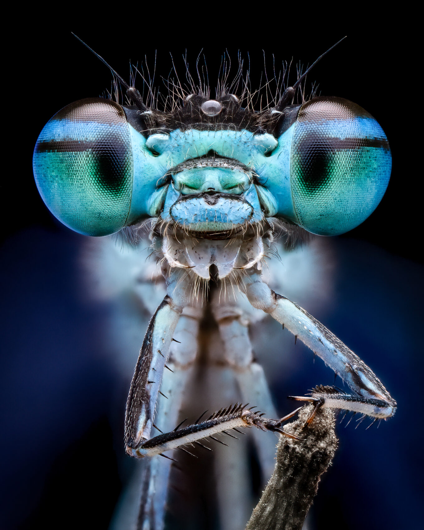 2024 Photography Competition Winners - 18 and over - Insect Week
