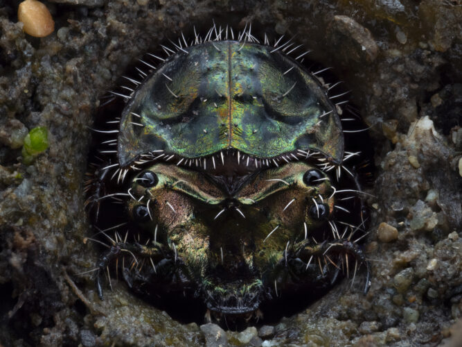 Competition 2024 - Photography - 18 and over - thomas barbin - (1) Western Tiger Beetle ...