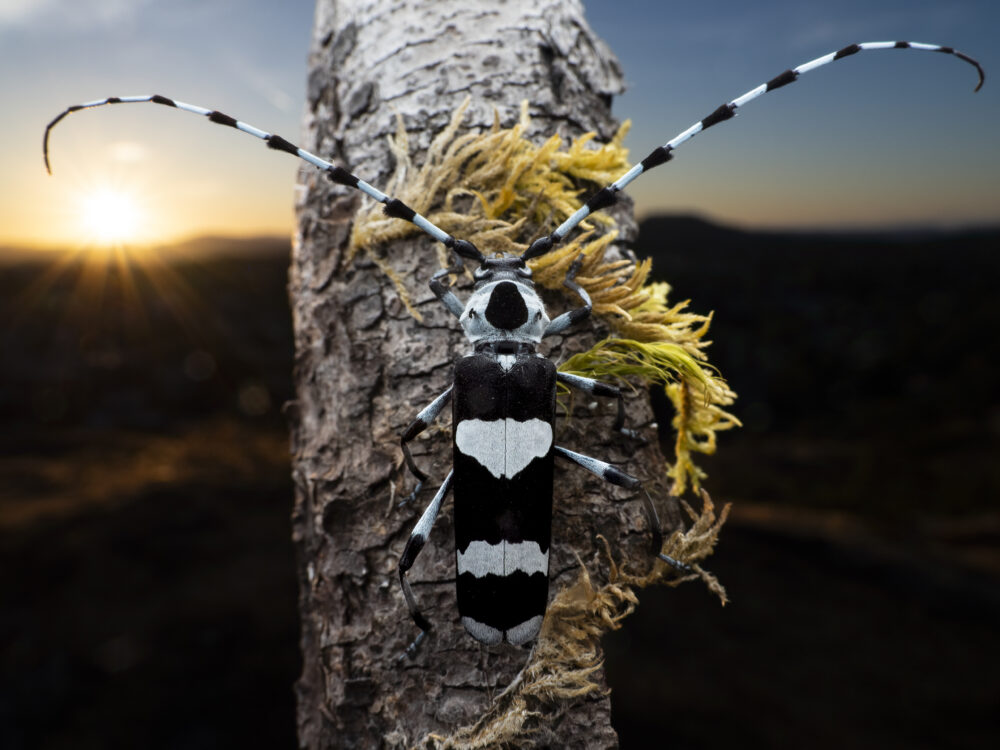 2024 Photography Competition Winners - 18 and over - Insect Week
