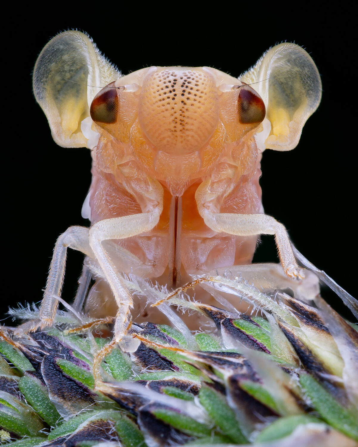 2024 Photography Competition Winners - 18 and over - Insect Week