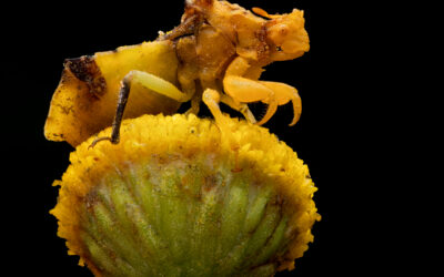 Winning insect images revealed in RES Photography Competition 2024 ...