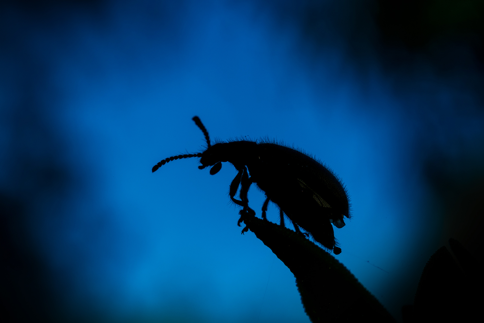 2025 Photography Competition Winners - 18 and over - Insect Week