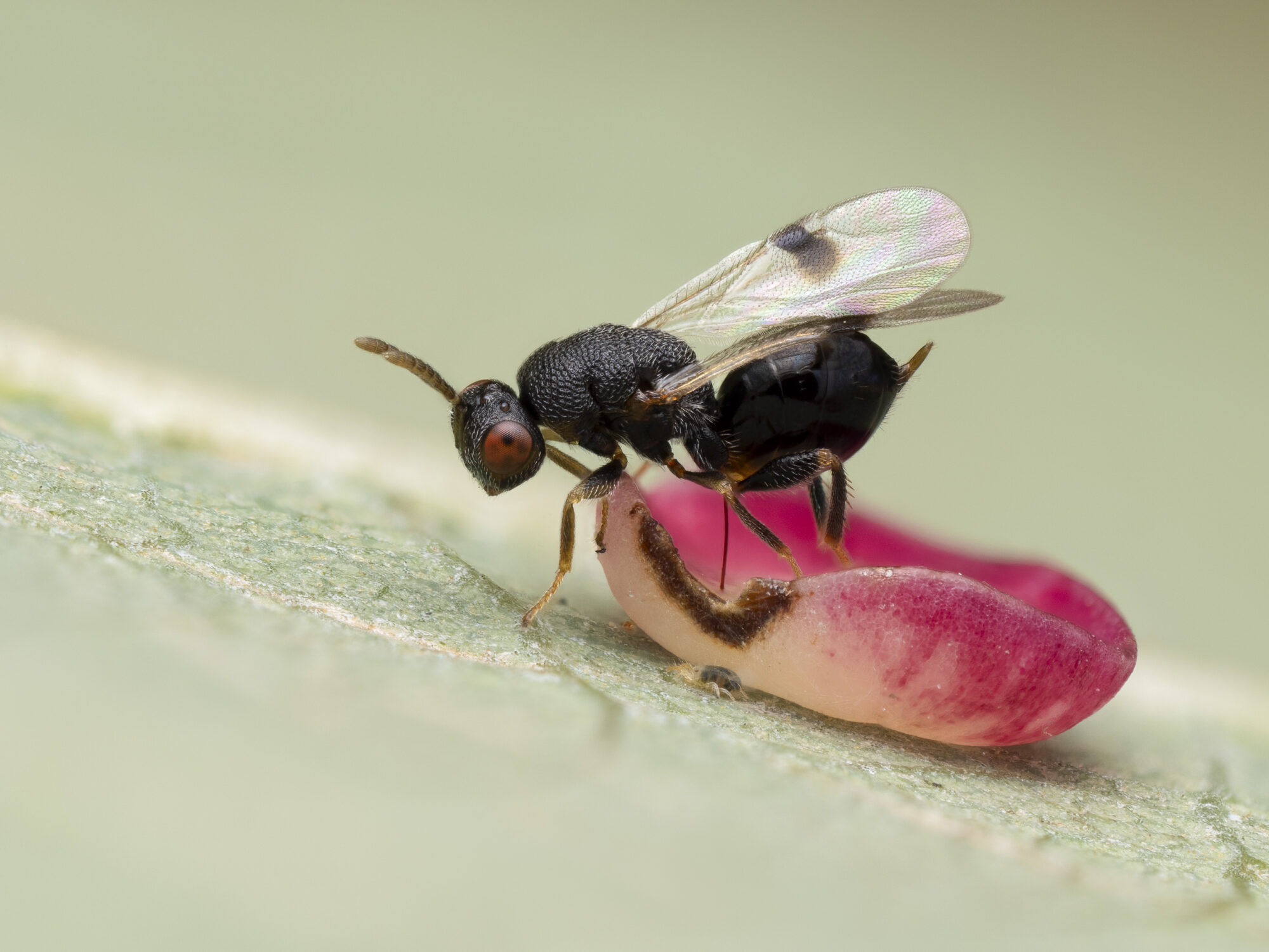 2025 Photography Competition Winners - 18 and over - Insect Week