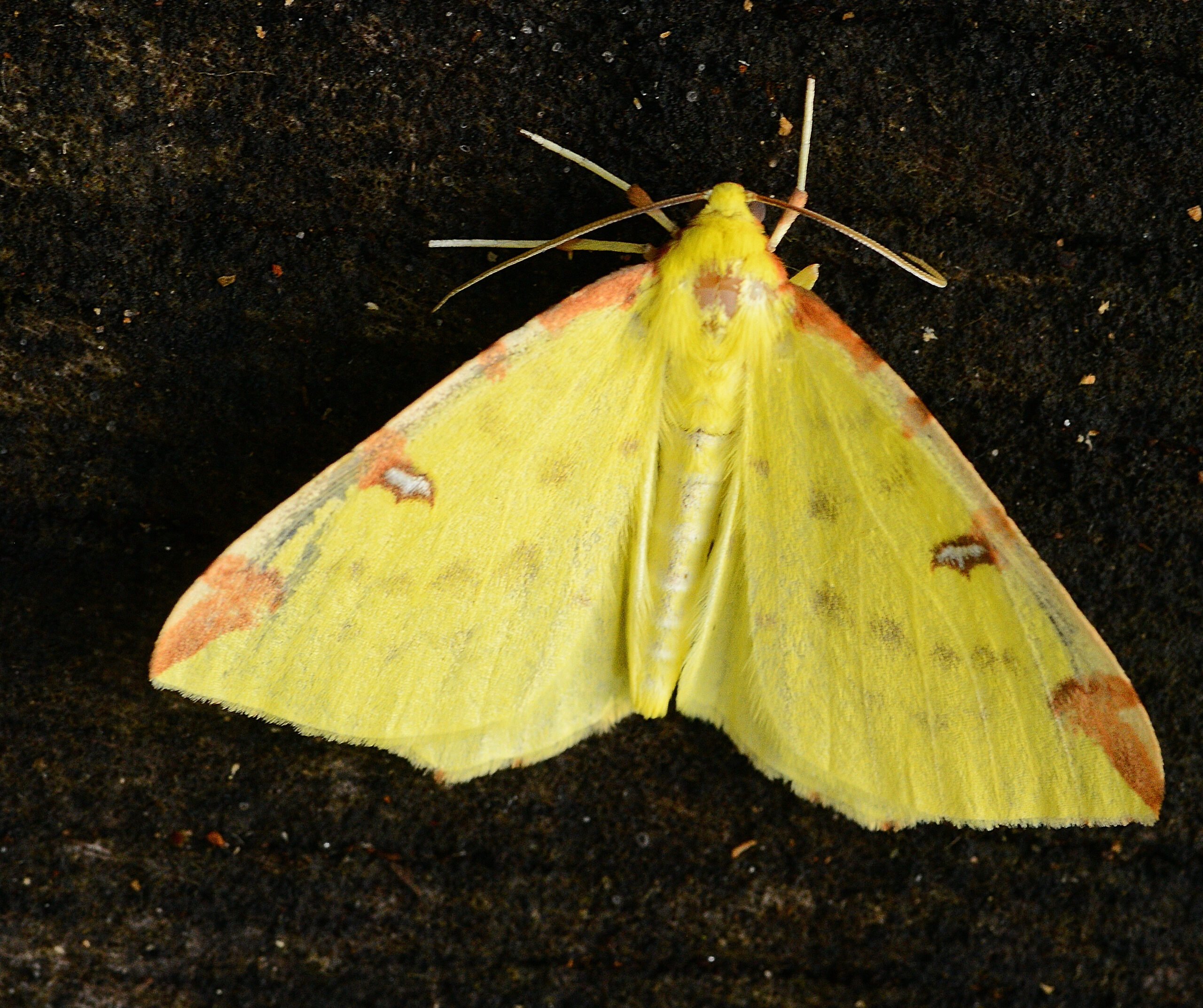 Public Moth Night - Insect Week