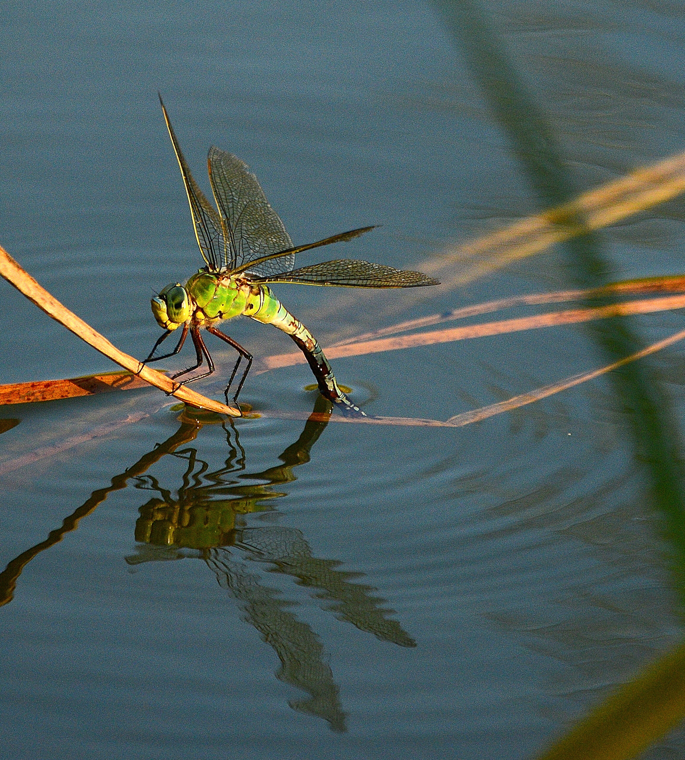 Dragonfly Walk - Insect Week