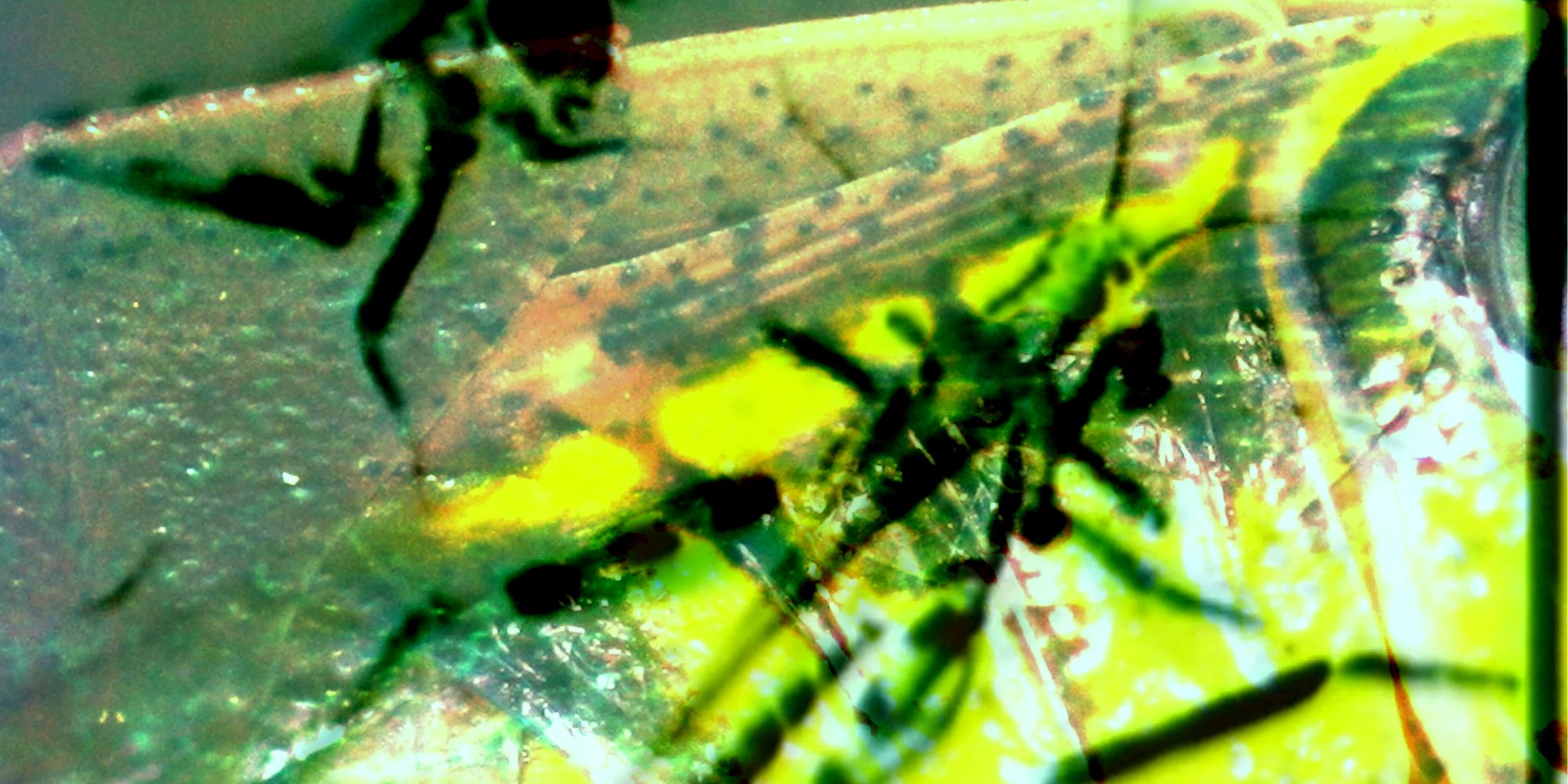 Karen Wimhurst's Jump - Insect Week