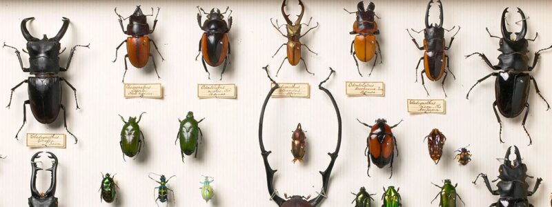 Beetles! - Insect Week