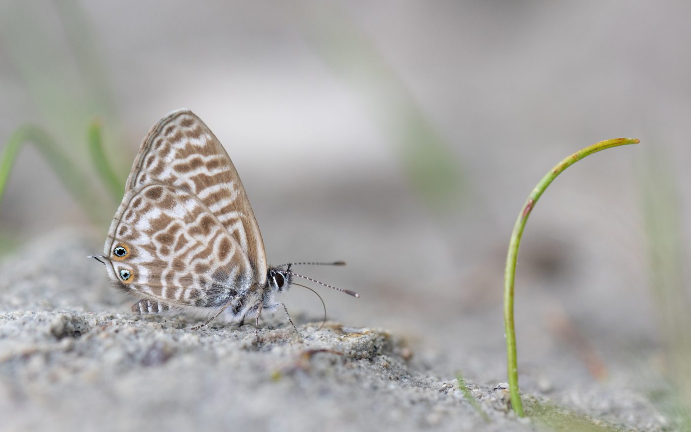 Lang’s Short-tailed Blue (Leptotes pirithous) - Insect Week