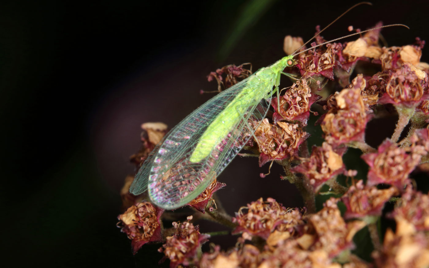 Lacewings, antlions and mantidflies - Insect Week