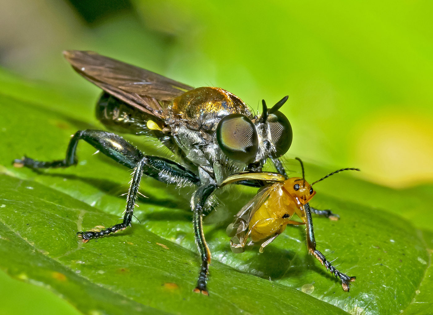 Predation - Insect Week