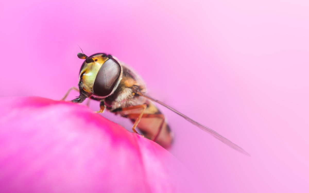 Art and Photography - Insect Week