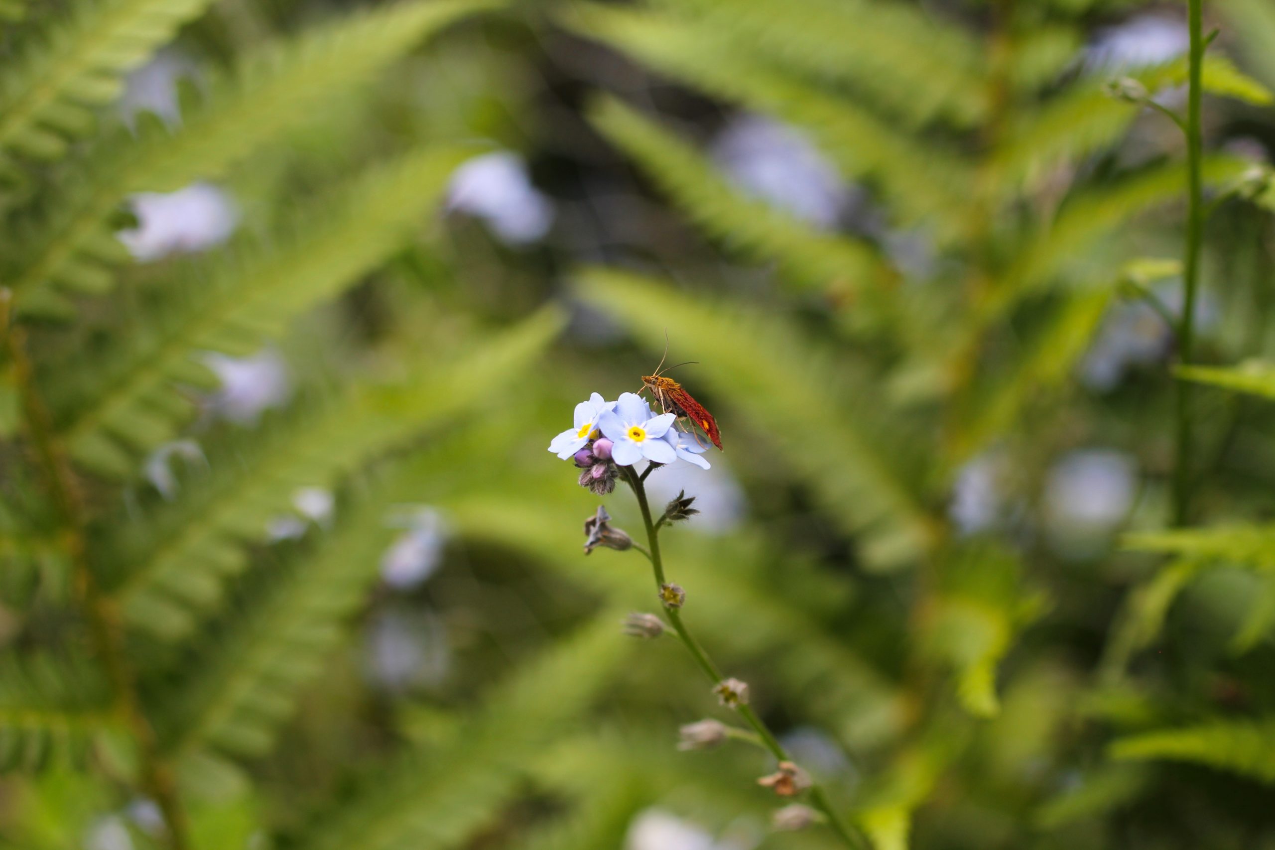 Mint moth - Insect Week