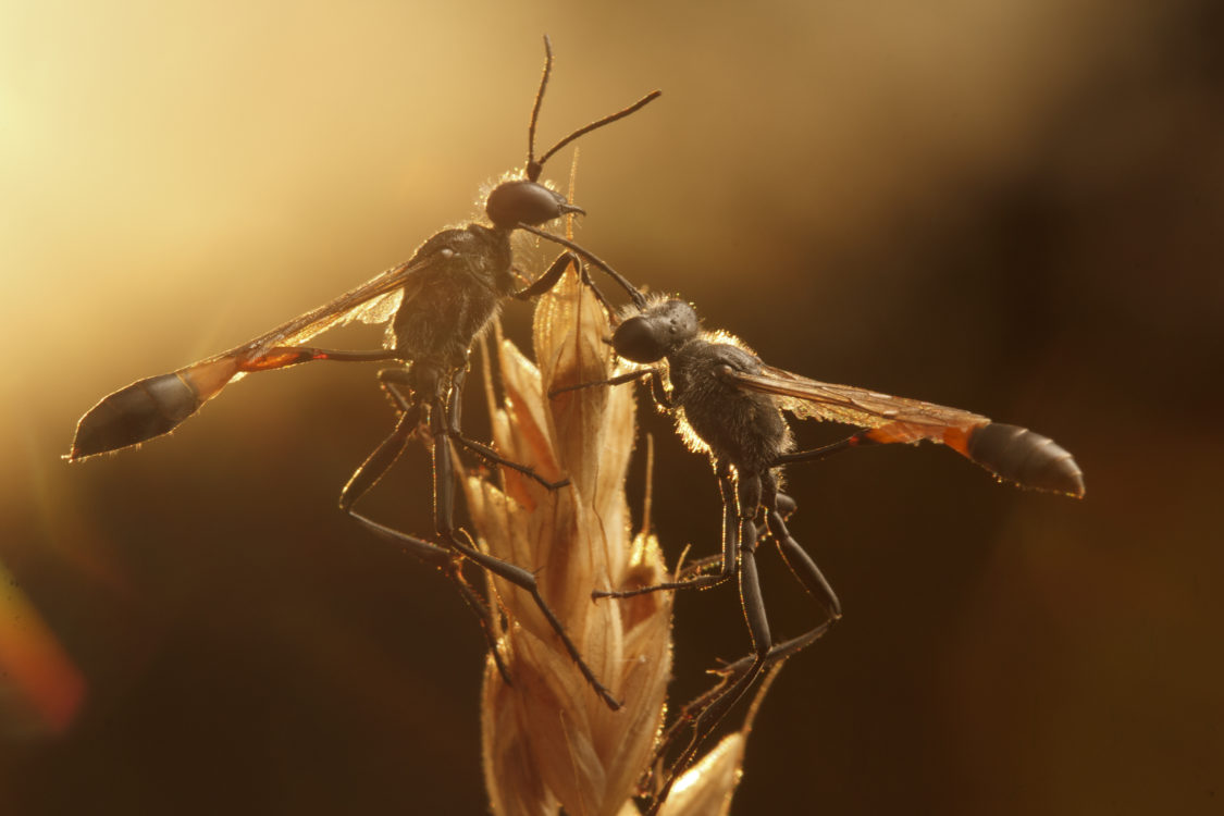 An aggregation of two Ammophila wasps at dawn - Insect Week